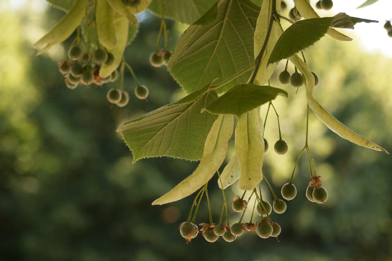 LIPOVÝ KVET: PRÍRODNÁ REGENERÁCIA A HYDRATÁCIA SUCHEJ POKOŽKY ...